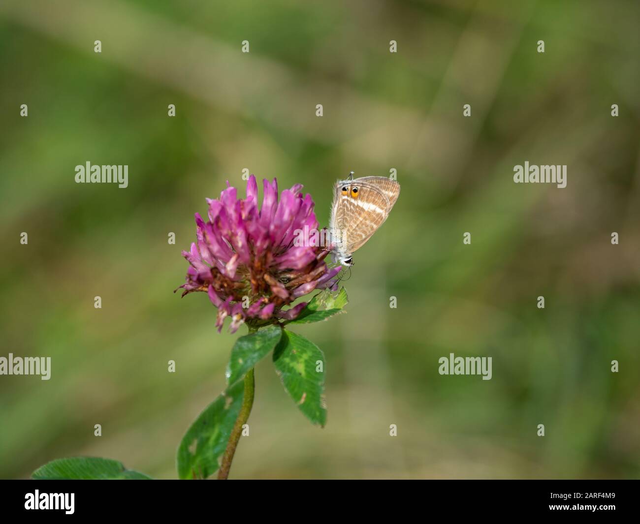 Long-tailed Blue Butterfly on Clover Stock Photo - Alamy