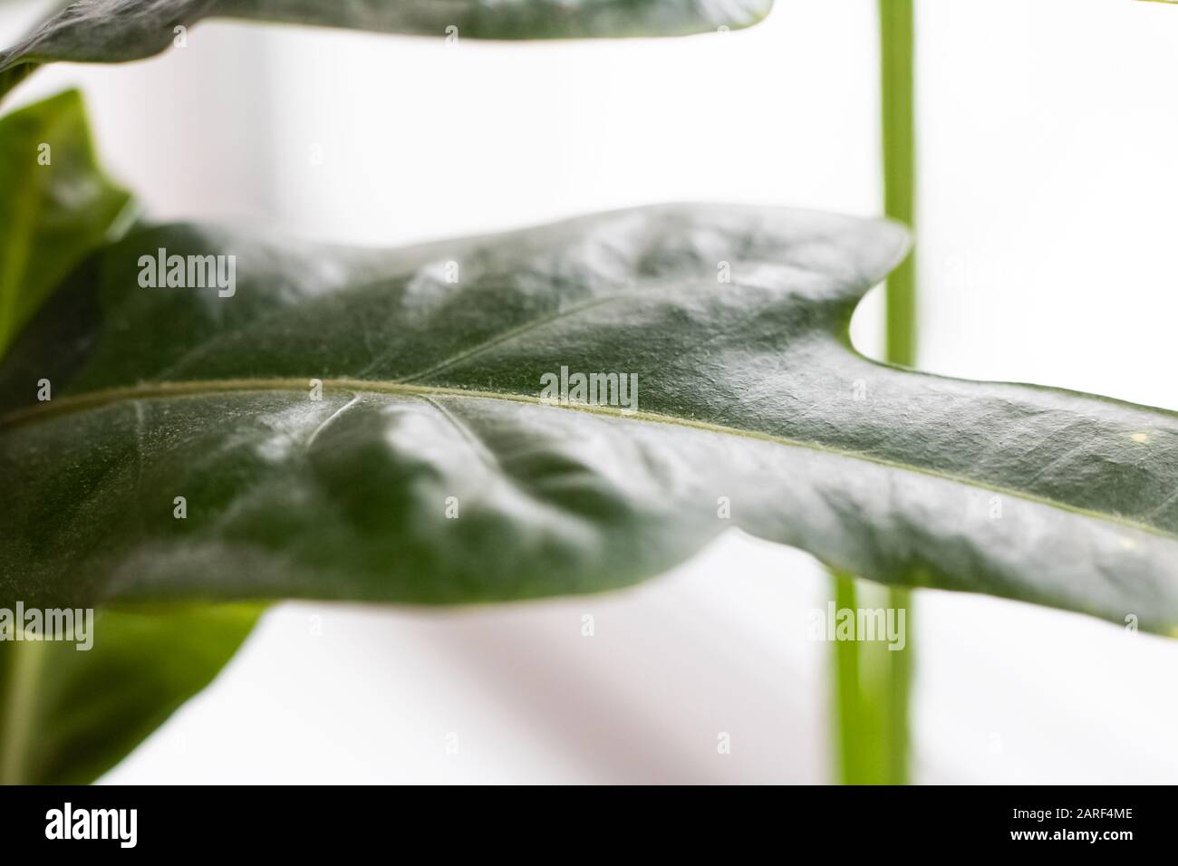 Large green leaf of a home plant Stock Photo - Alamy