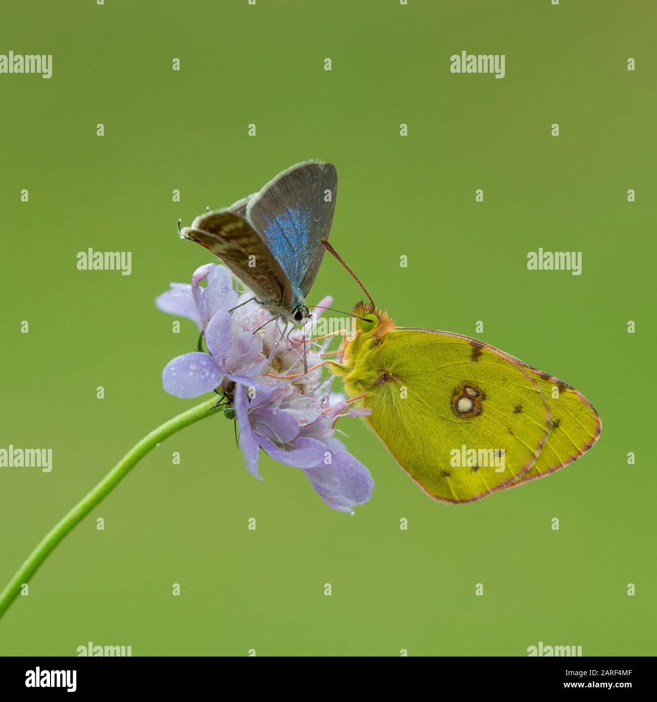 Clouded Yellow and Long-tailed Blue Butterfly on Scabious Stock Photo ...