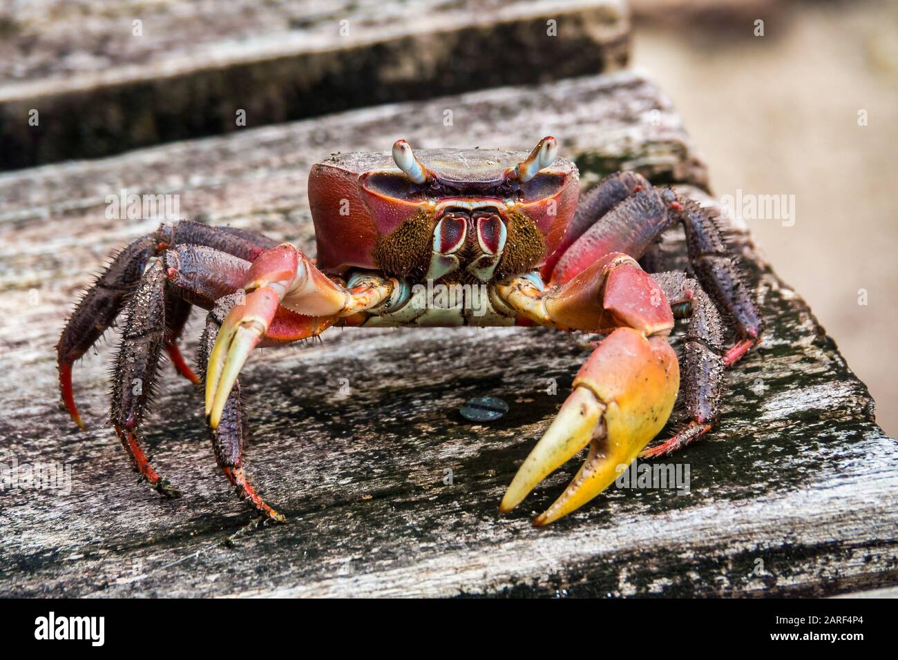 Spider Crab, Neosarmatium meinerti in the mangroves on Curieuse Island ...