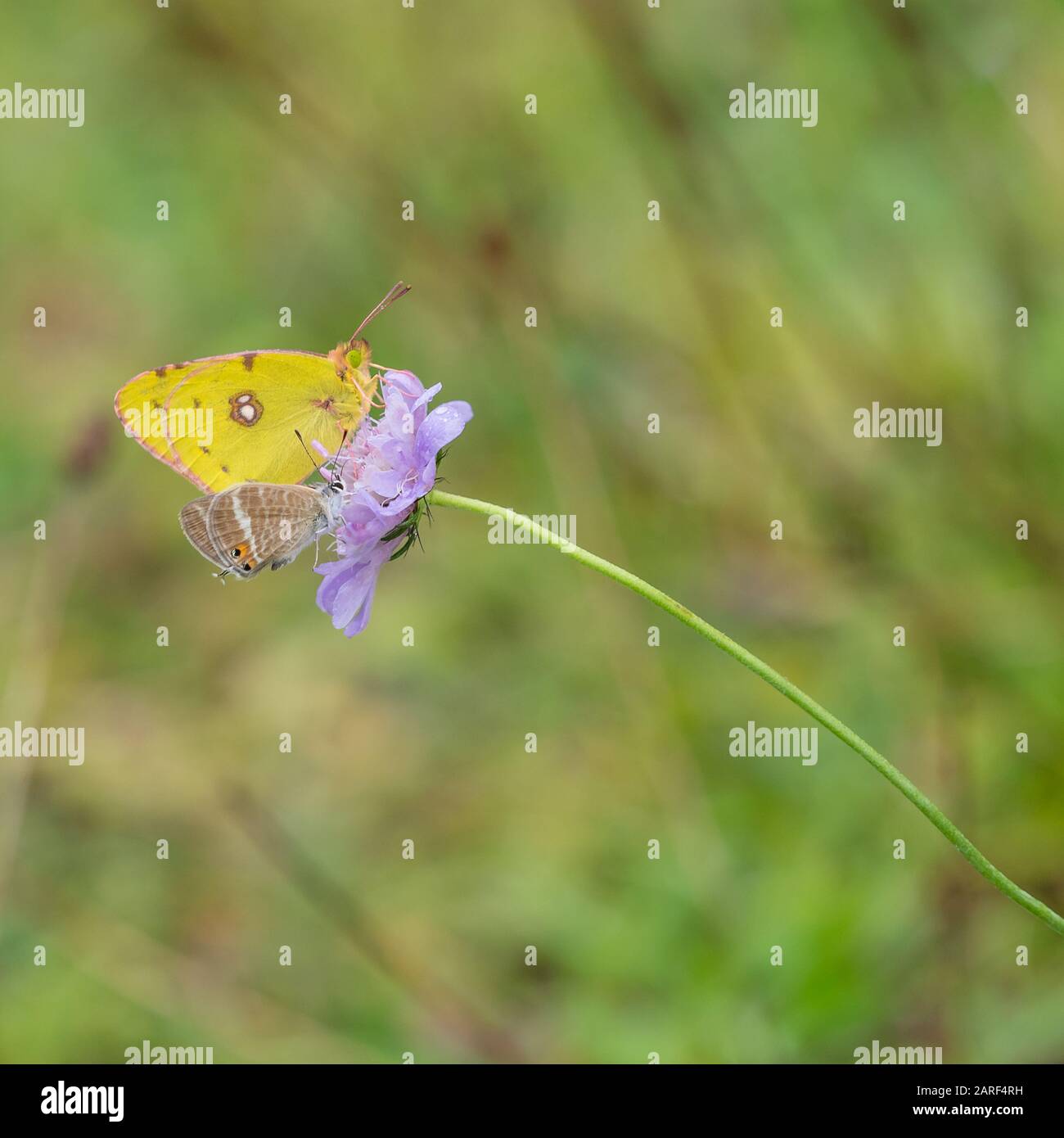 Clouded Yellow and Long-tailed Blue Butterfly on Scabious Stock Photo ...
