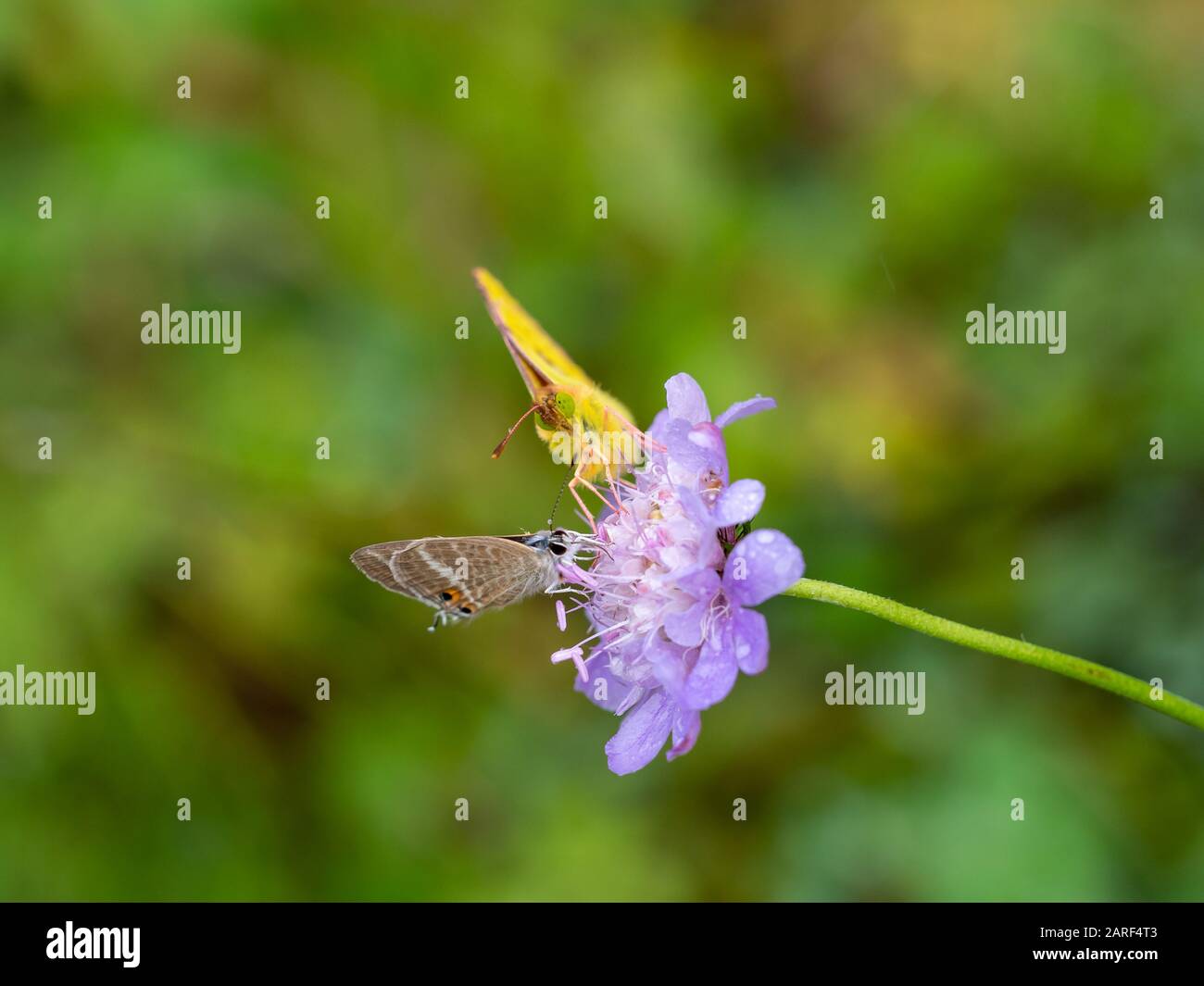 Clouded Yellow and Long-tailed Blue Butterfly on Scabious Stock Photo ...