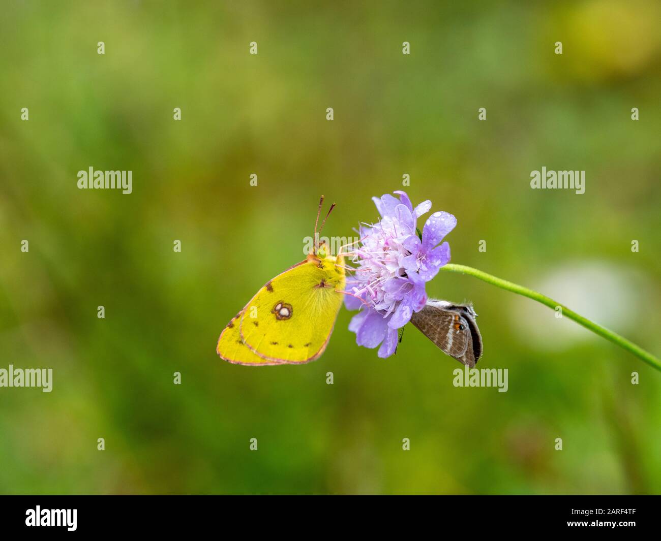 Clouded Yellow and Long-tailed Blue Butterfly on Scabious Stock Photo ...