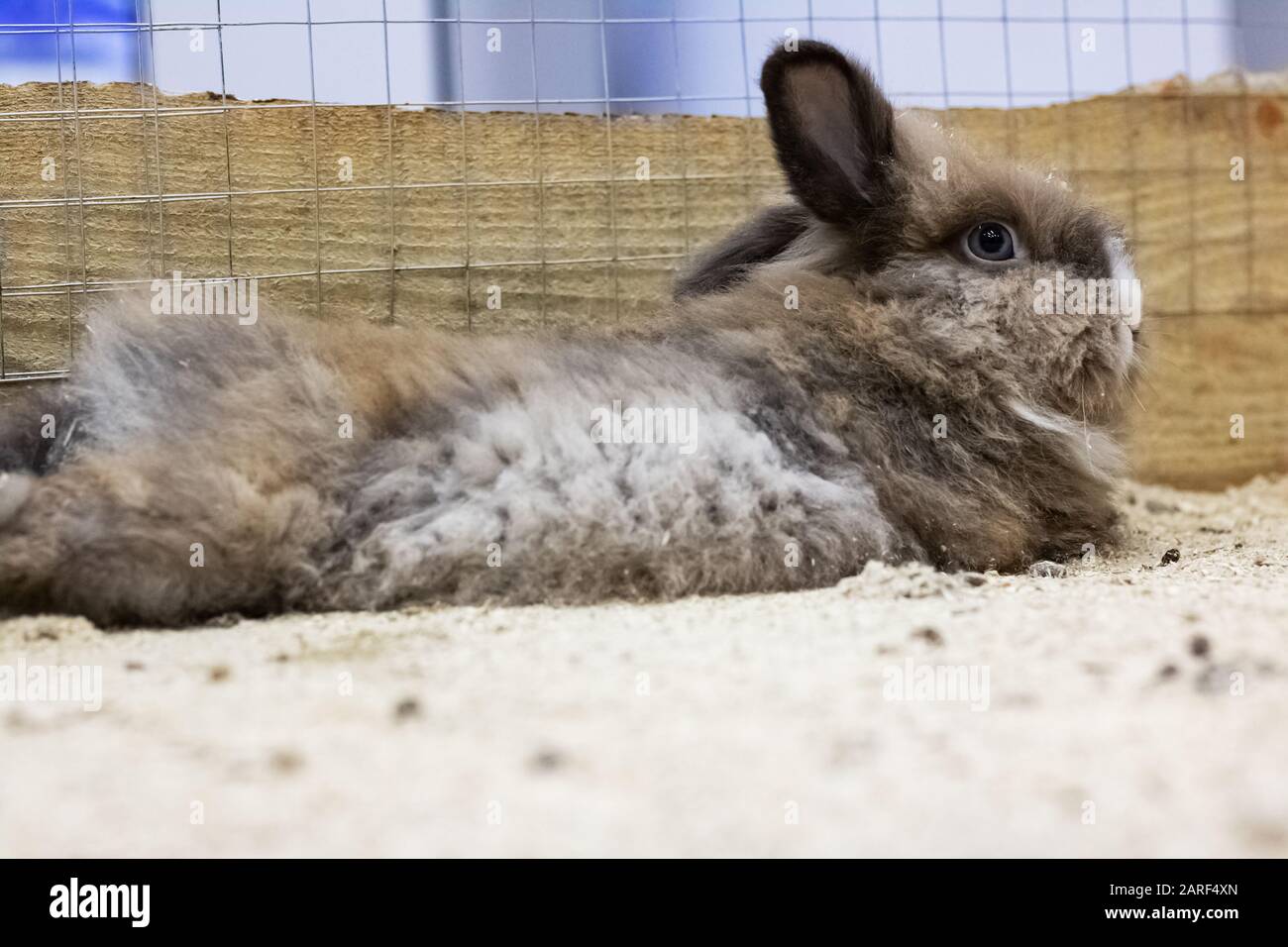 Domestic rabbit close up hi-res stock photography and images - Alamy