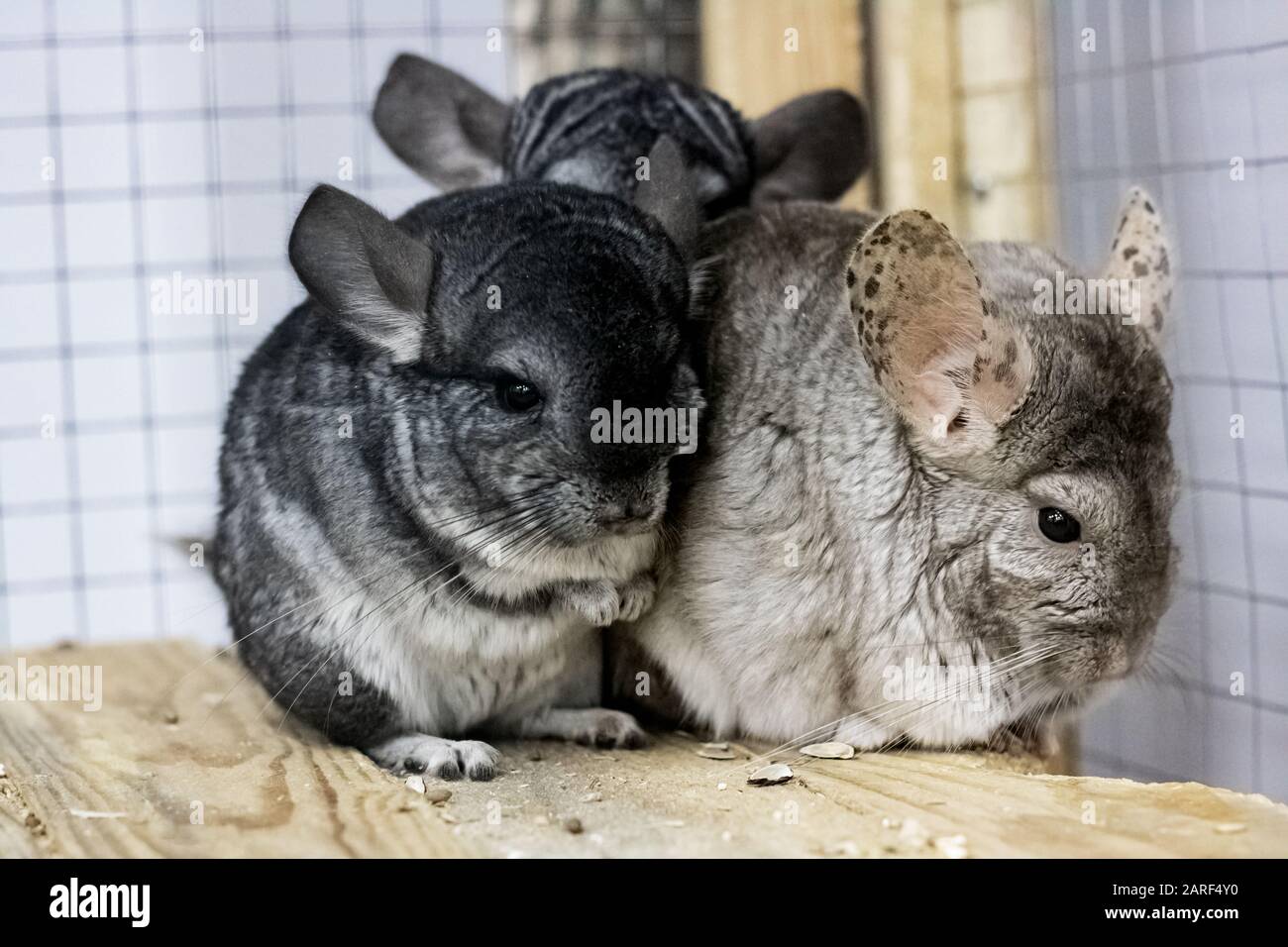 Chinchilla rat hi-res stock photography and images - Alamy