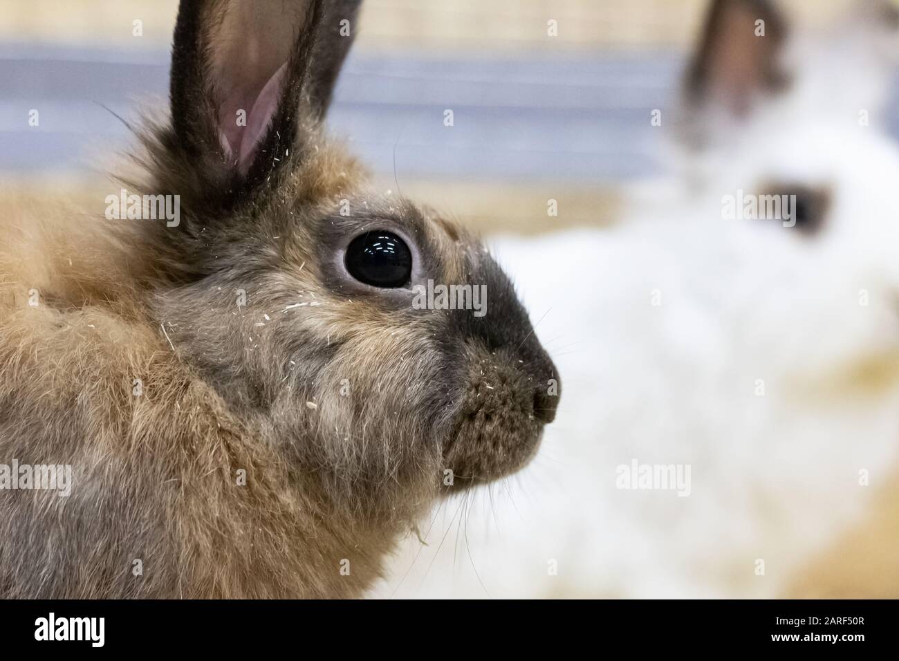 Brown fluffy domestic rabbit close up in cage Stock Photo - Alamy