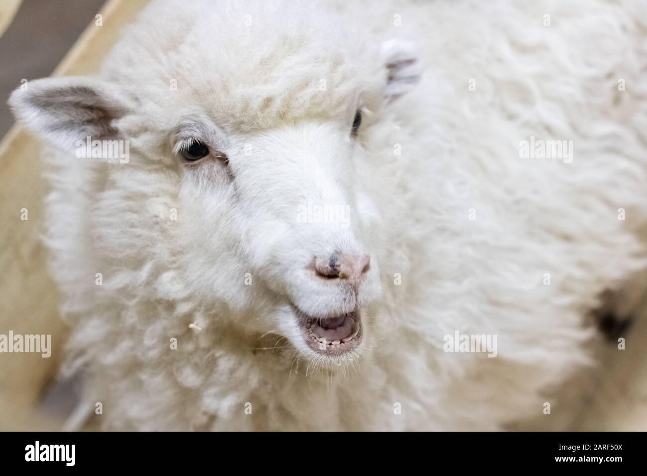 White fluffy sheep in the aviary closeup Stock Photo - Alamy