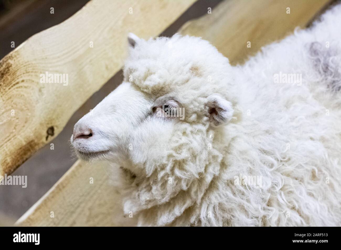 Fluffy Sheep High Resolution Stock Photography and Images - Alamy