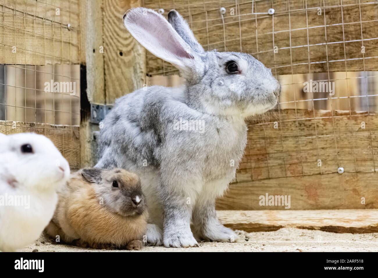 Gray fluffy domestic rabbit close up in cage Stock Photo - Alamy