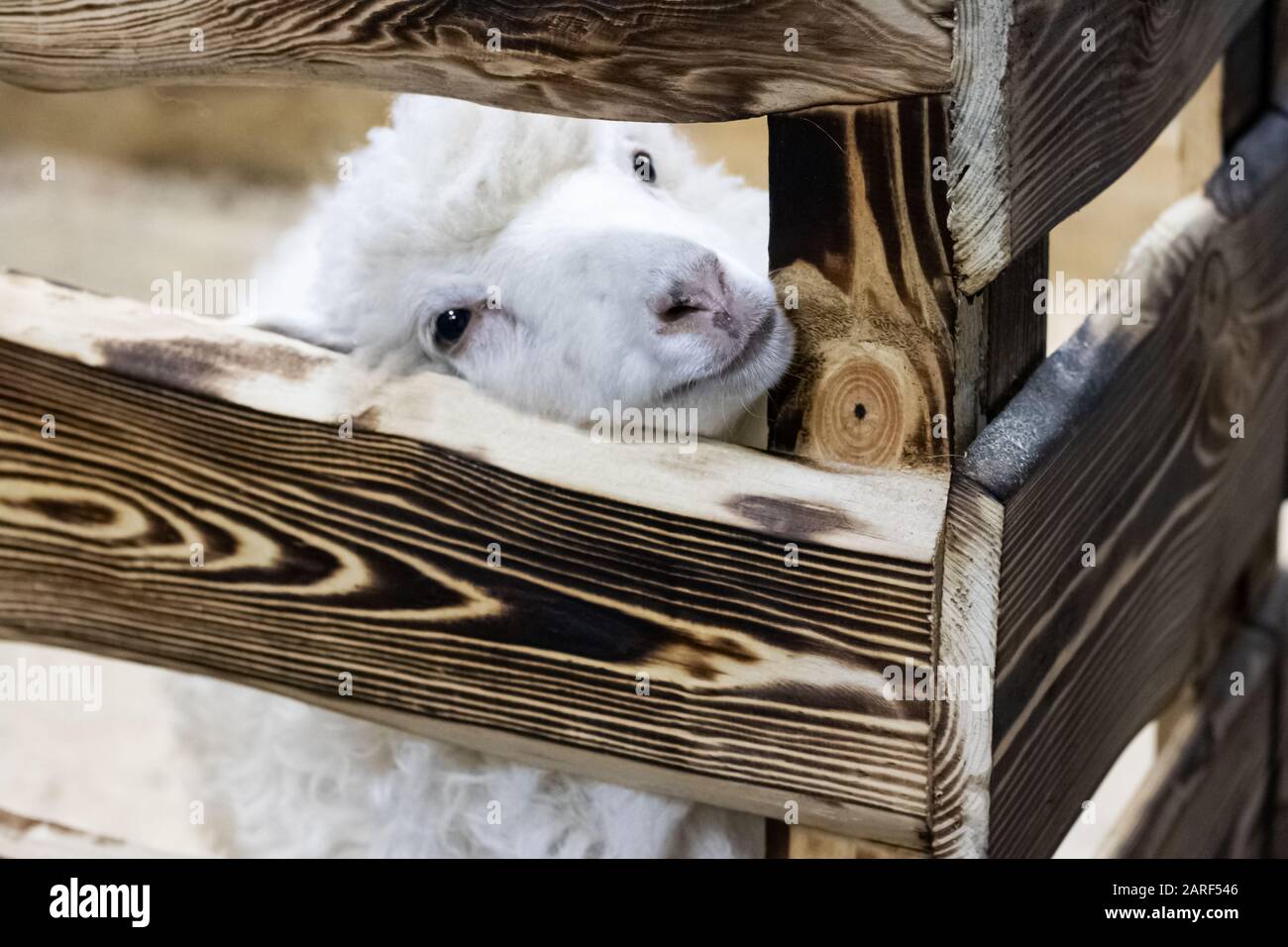 White fluffy sheep in the aviary closeup Stock Photo - Alamy