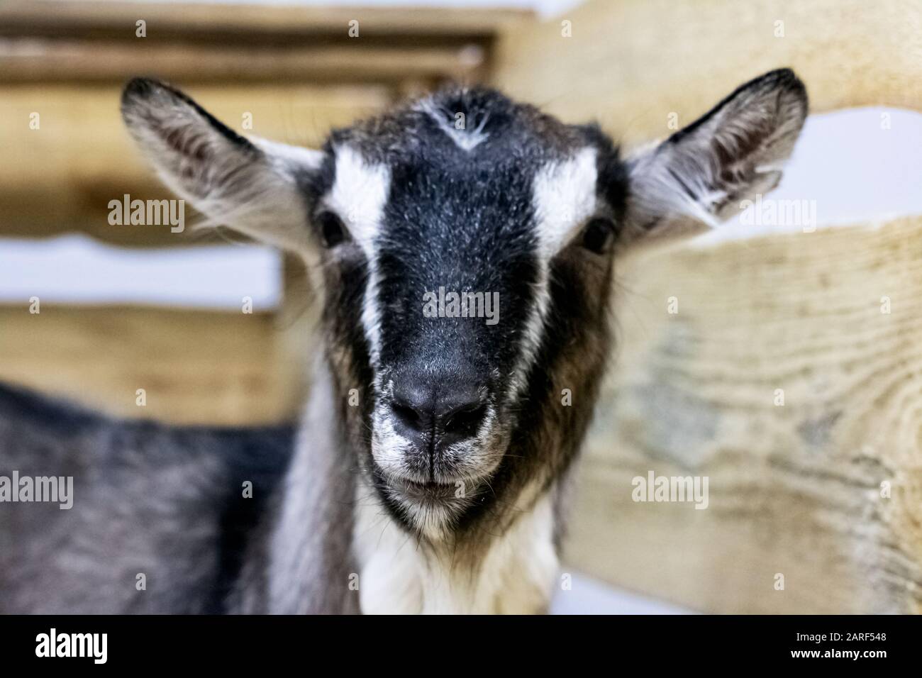 Black white goat in the paddock closeup Stock Photo - Alamy