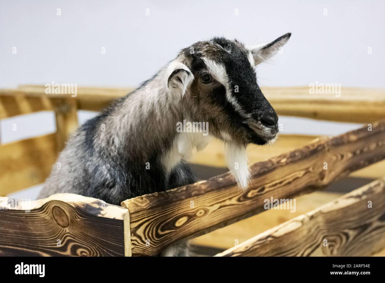 Black white goat in the paddock closeup Stock Photo - Alamy
