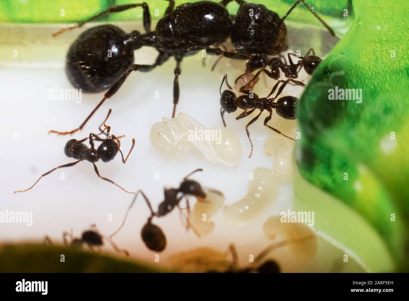 Ant Queen messor structor with Larvae and Ants Stock Photo - Alamy
