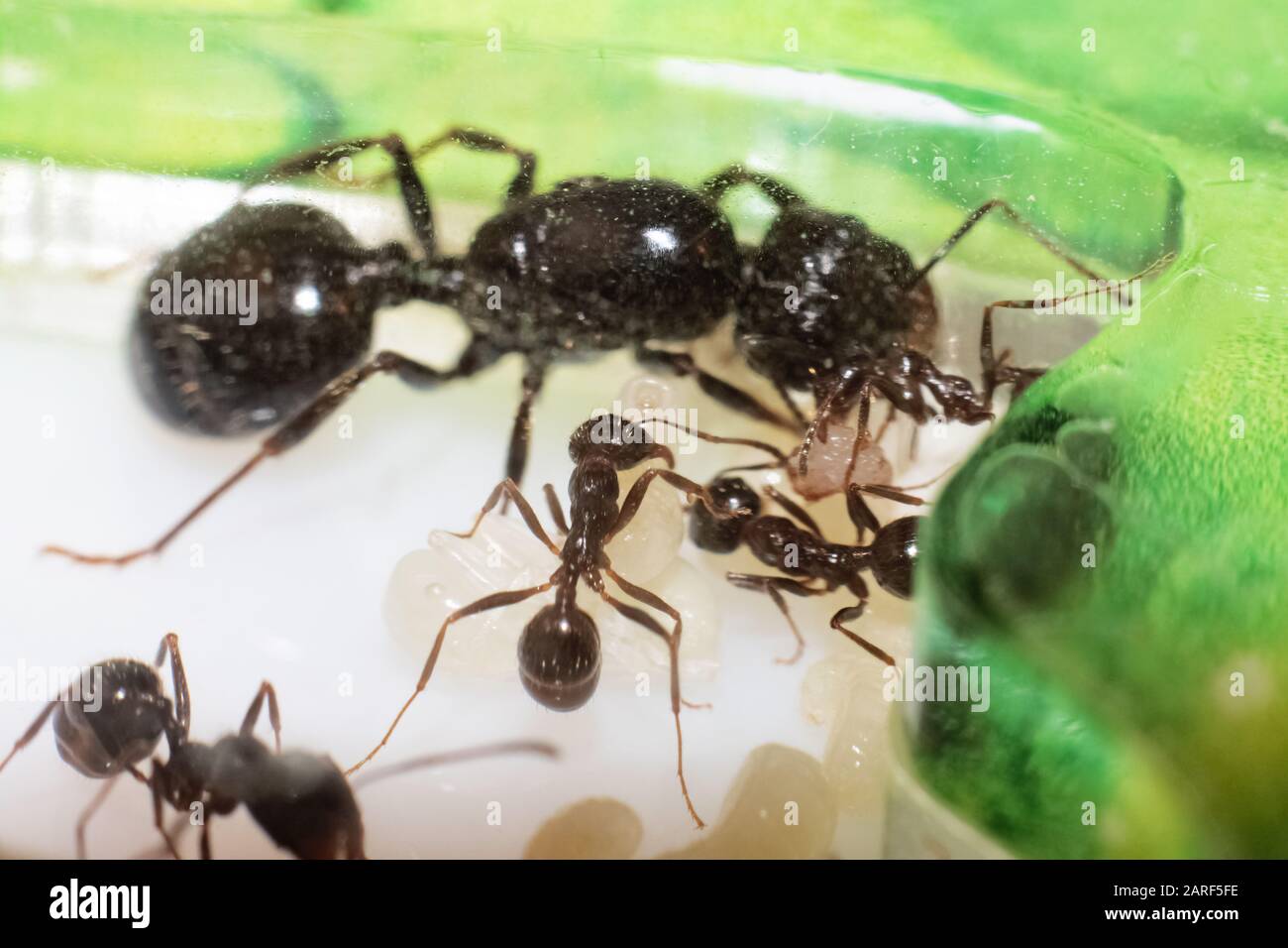 Black ants queen hi-res stock photography and images - Alamy