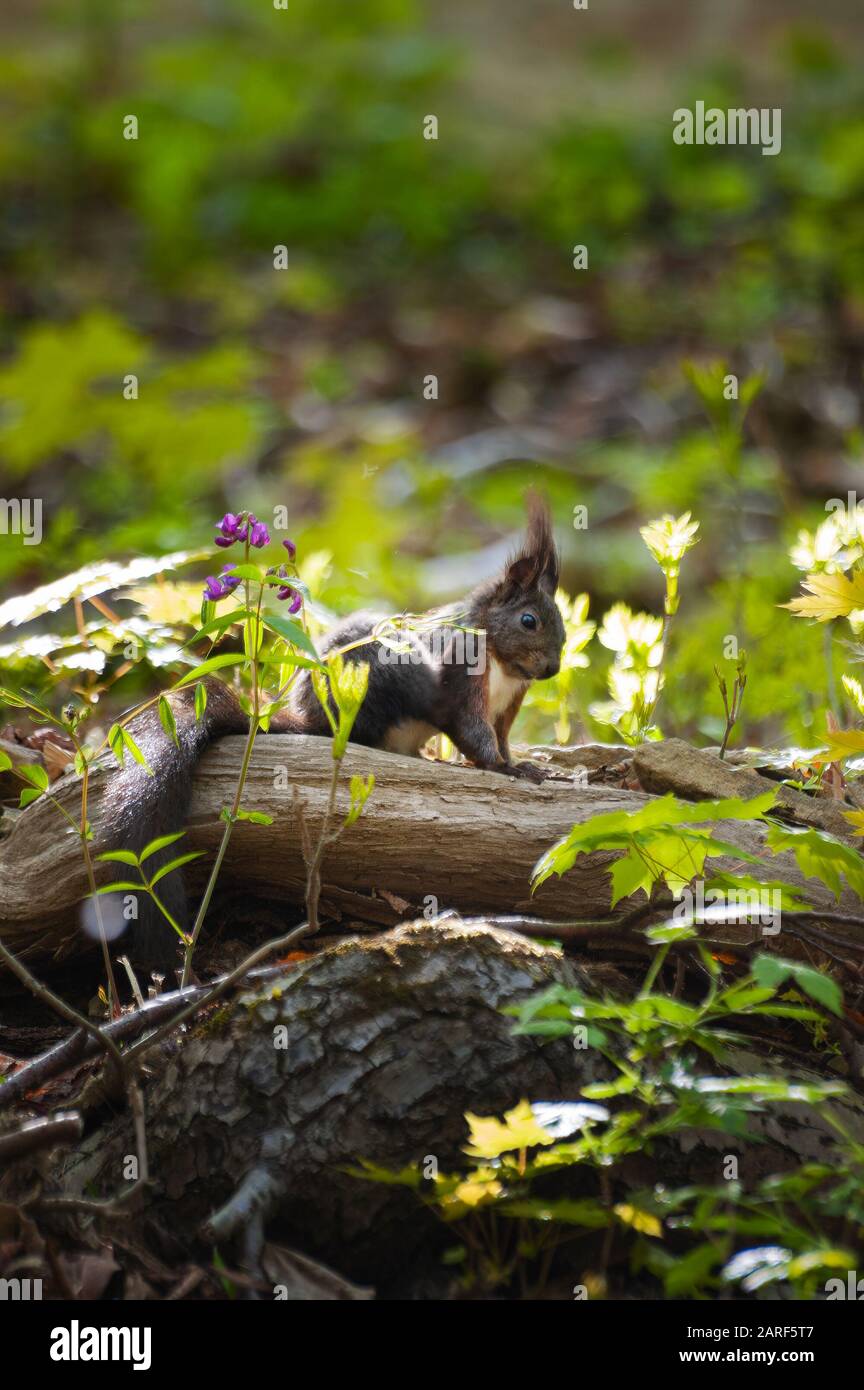 Red squirrel sitting on log in the forest. Wildlife, habitat and ...