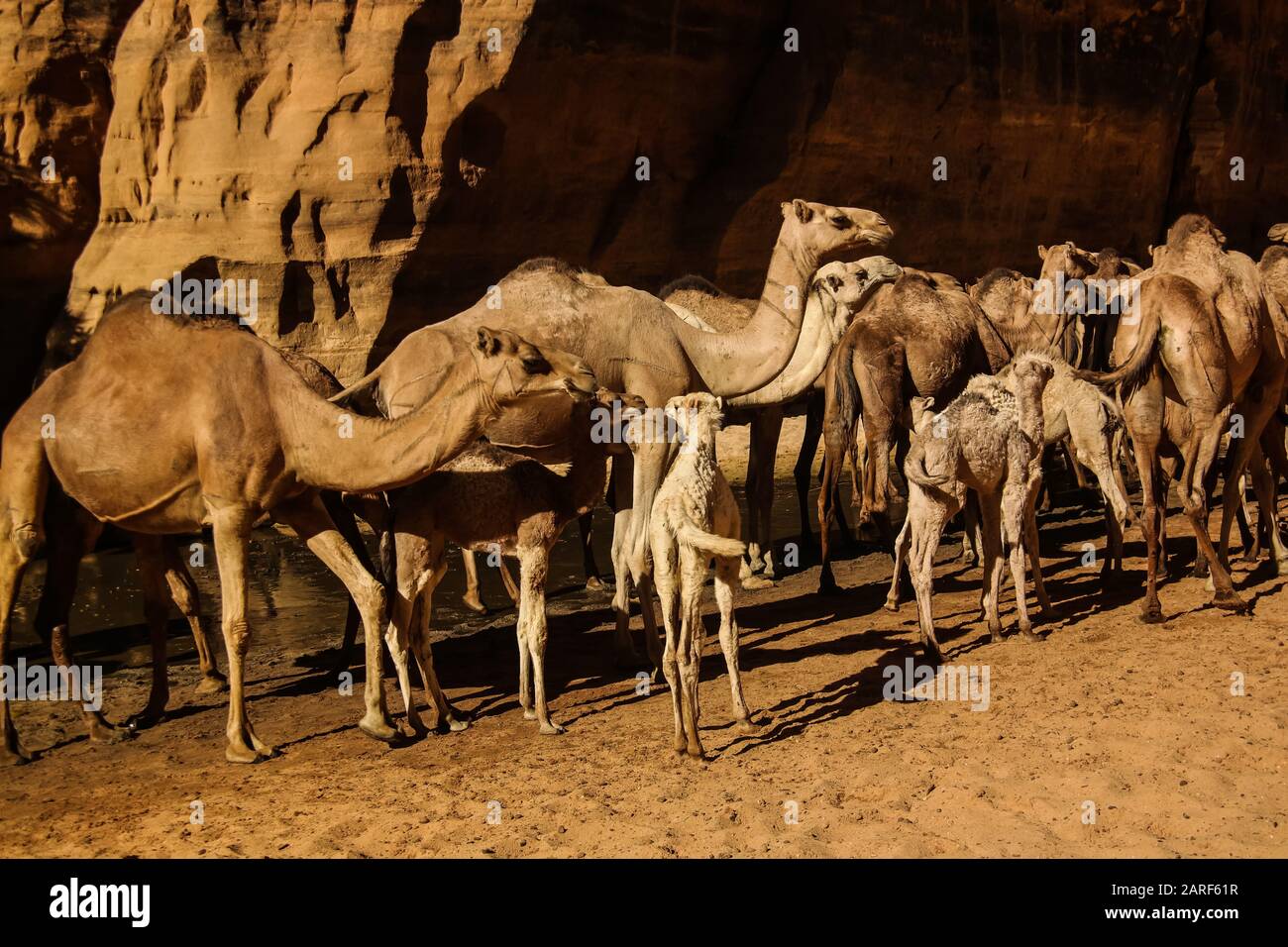 Portrait of drinking camels in canyon aka guelta Bashikele in East ...