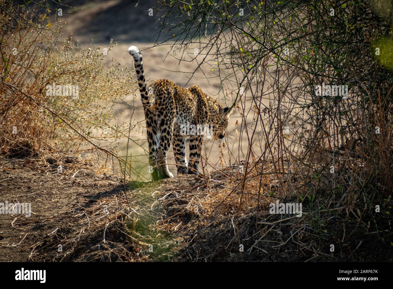 Leopard jump hi-res stock photography and images - Alamy