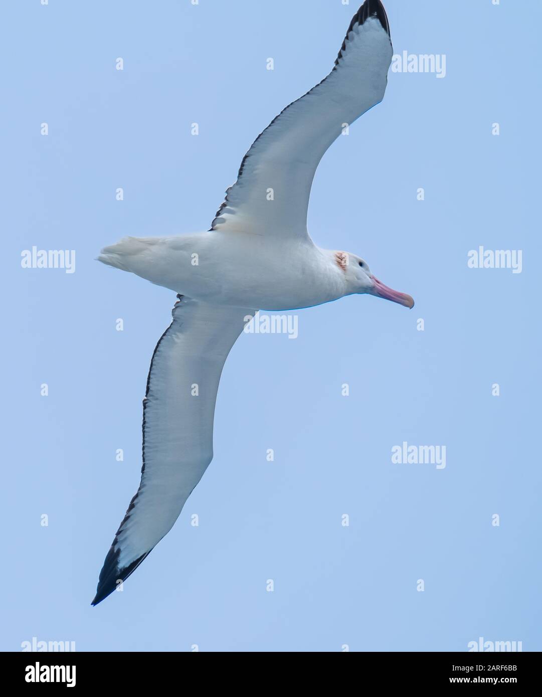 Albatross Wingspan