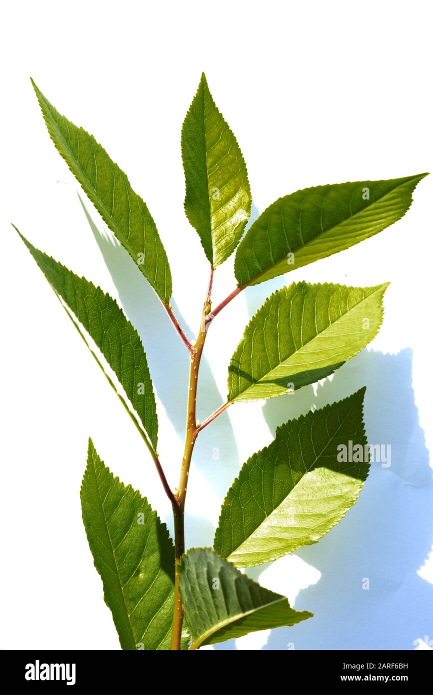 Branch of a tree with green leaves, isolated on white background Stock ...