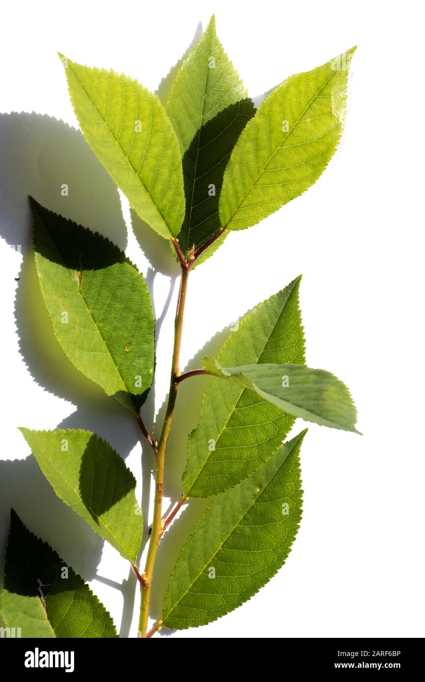 Branch of a tree with green leaves, isolated on white background Stock ...