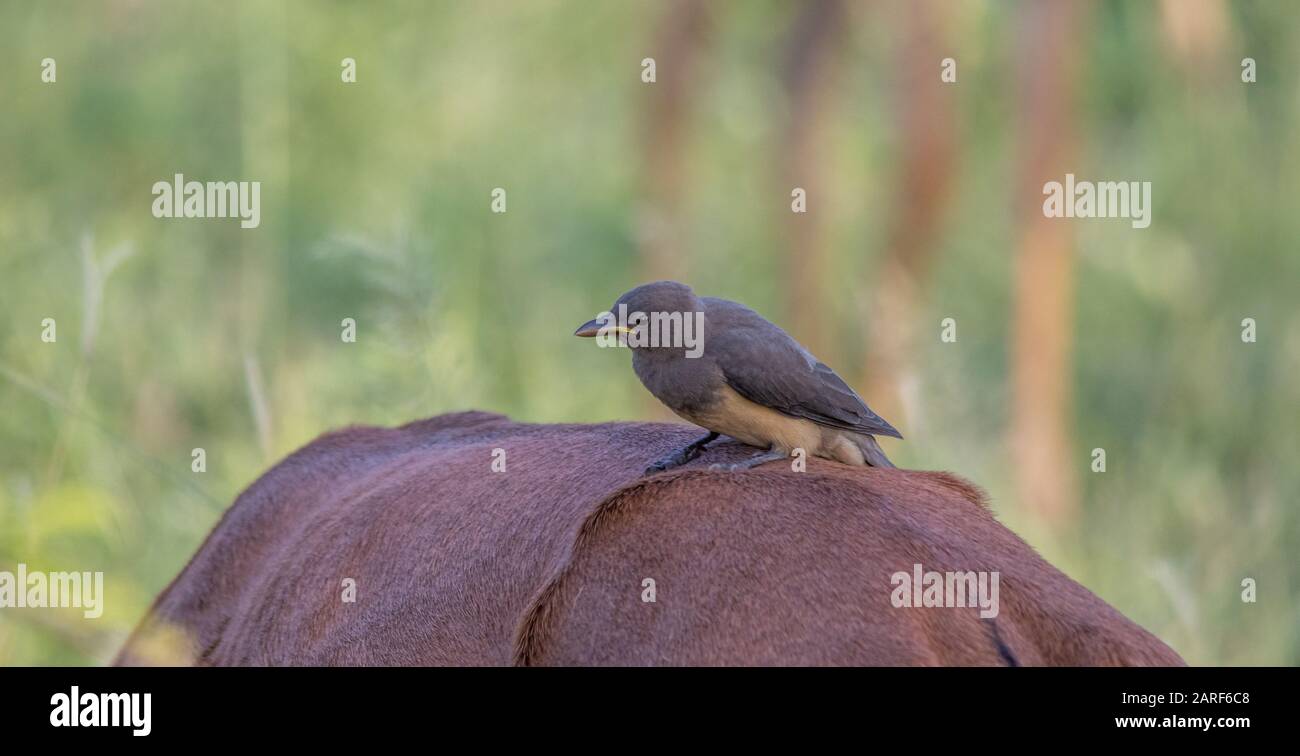 A juvenile red-billed oxpecker isolated on the back of a wild animal in ...
