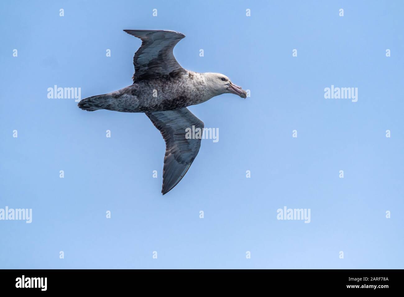 Southern giant petrel (Macronectes giganteus), also known as the ...