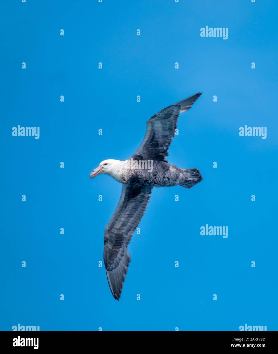 Southern giant petrel (Macronectes giganteus), also known as the ...
