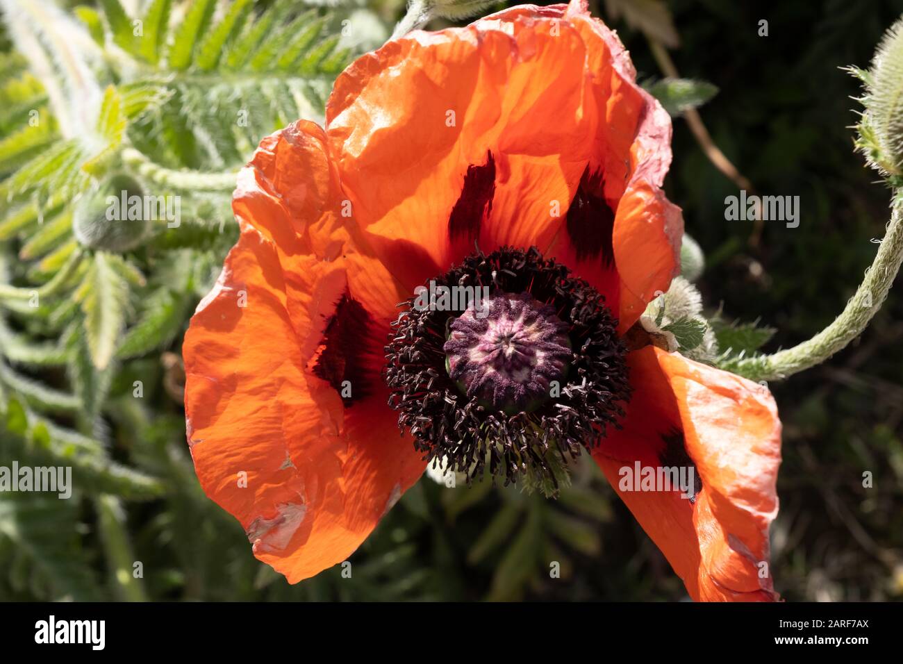 Hms andes hi-res stock photography and images - Alamy