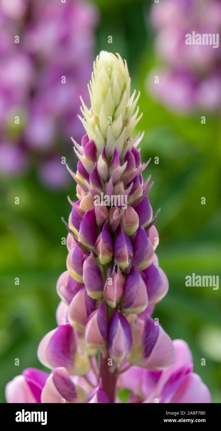 Hms andes hi-res stock photography and images - Alamy