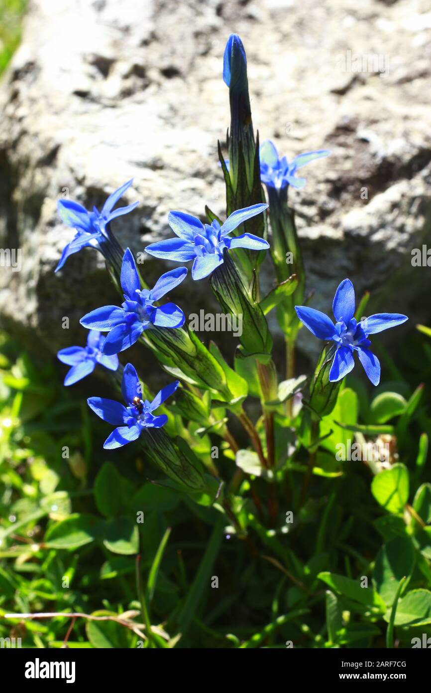 Enzian hi-res stock photography and images - Alamy