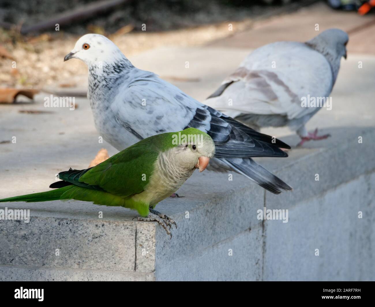 Argentine parrot invasive species that has multiplied by displacing ...