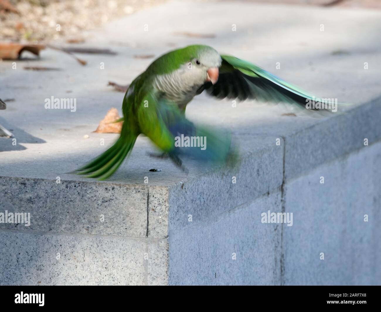 Argentine parrot hi-res stock photography and images - Alamy