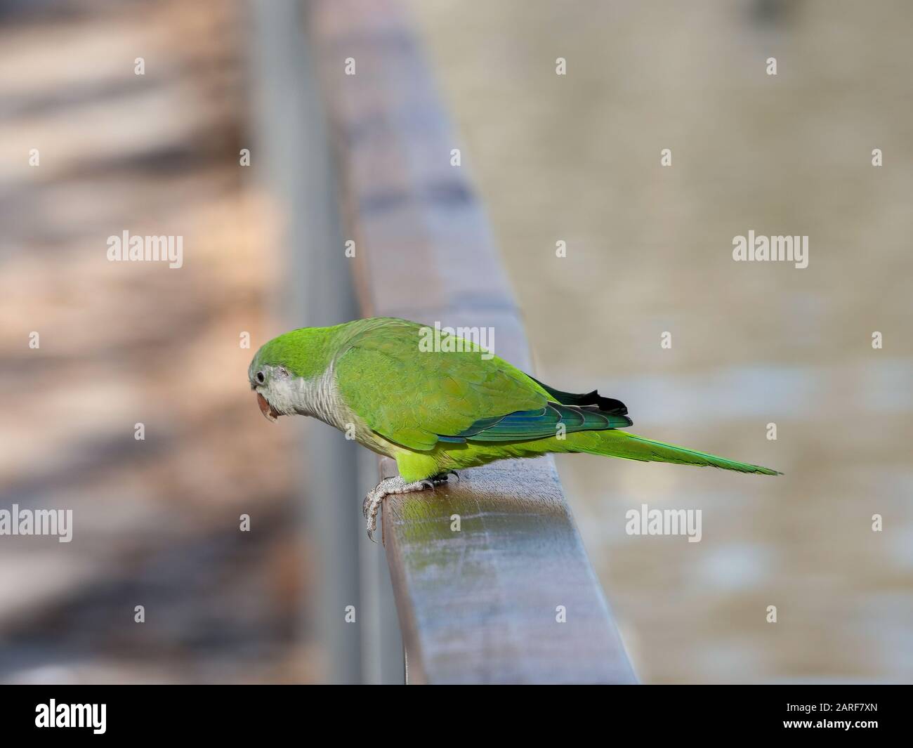 Argentine parrot invasive species that has multiplied by displacing ...