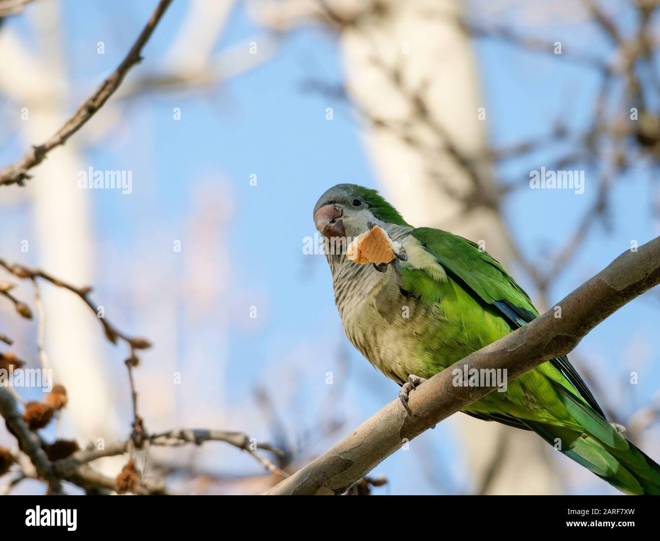 Argentine parrot invasive species that has multiplied by displacing ...