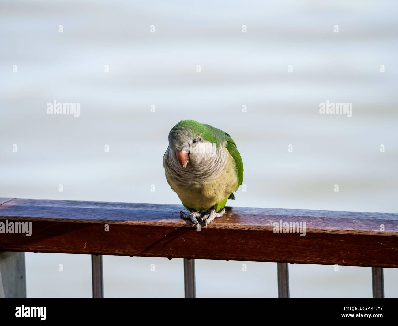 Argentine parrot invasive species that has multiplied by displacing ...