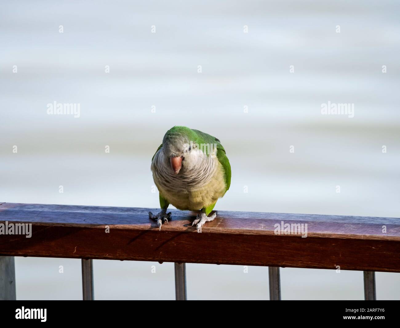 Argentine parrot invasive species that has multiplied by displacing ...