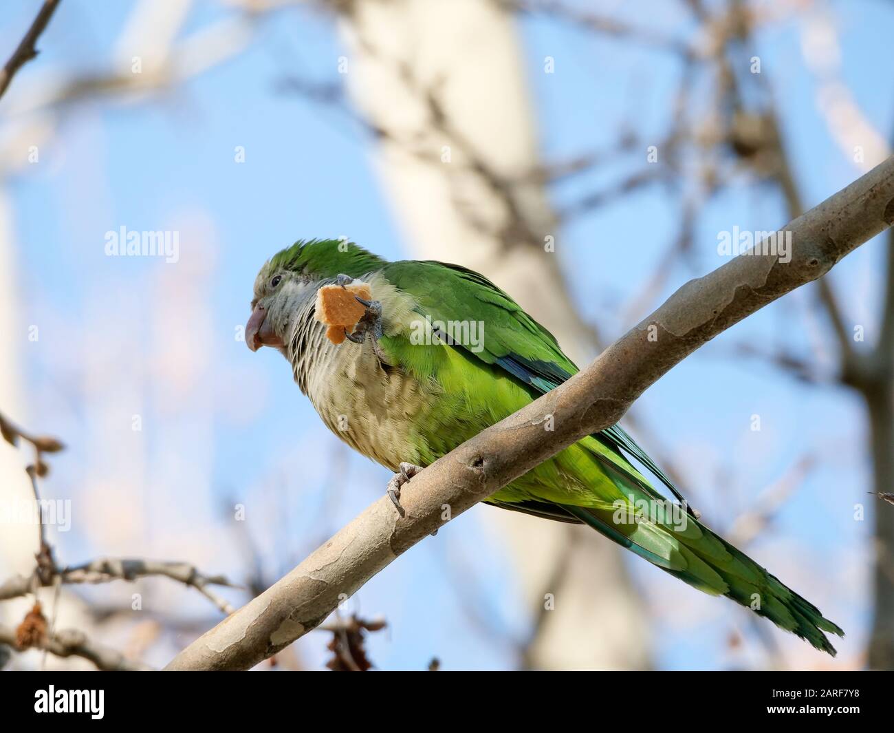 Argentine parrot invasive species that has multiplied by displacing ...