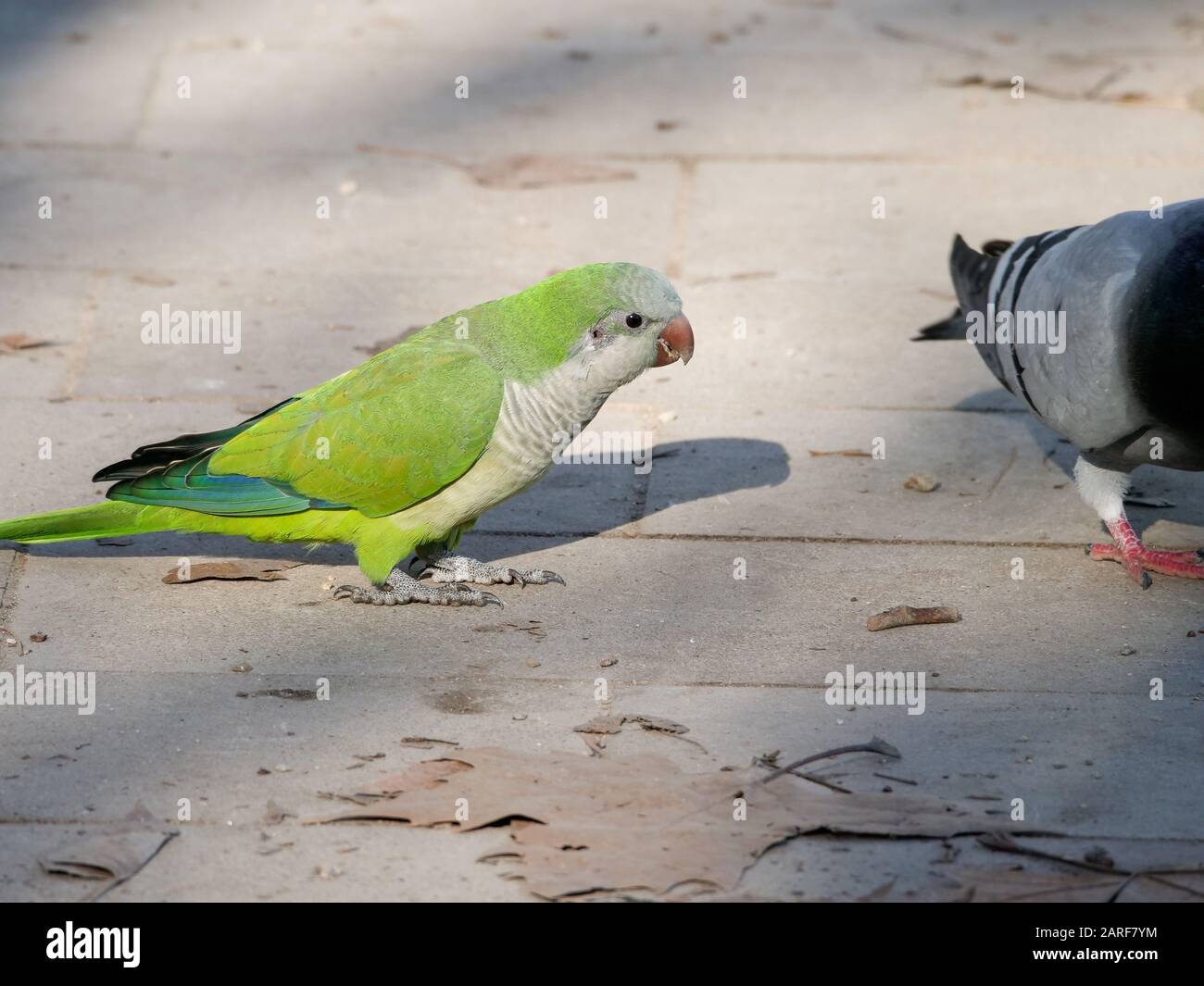Argentine parrot invasive species that has multiplied by displacing ...
