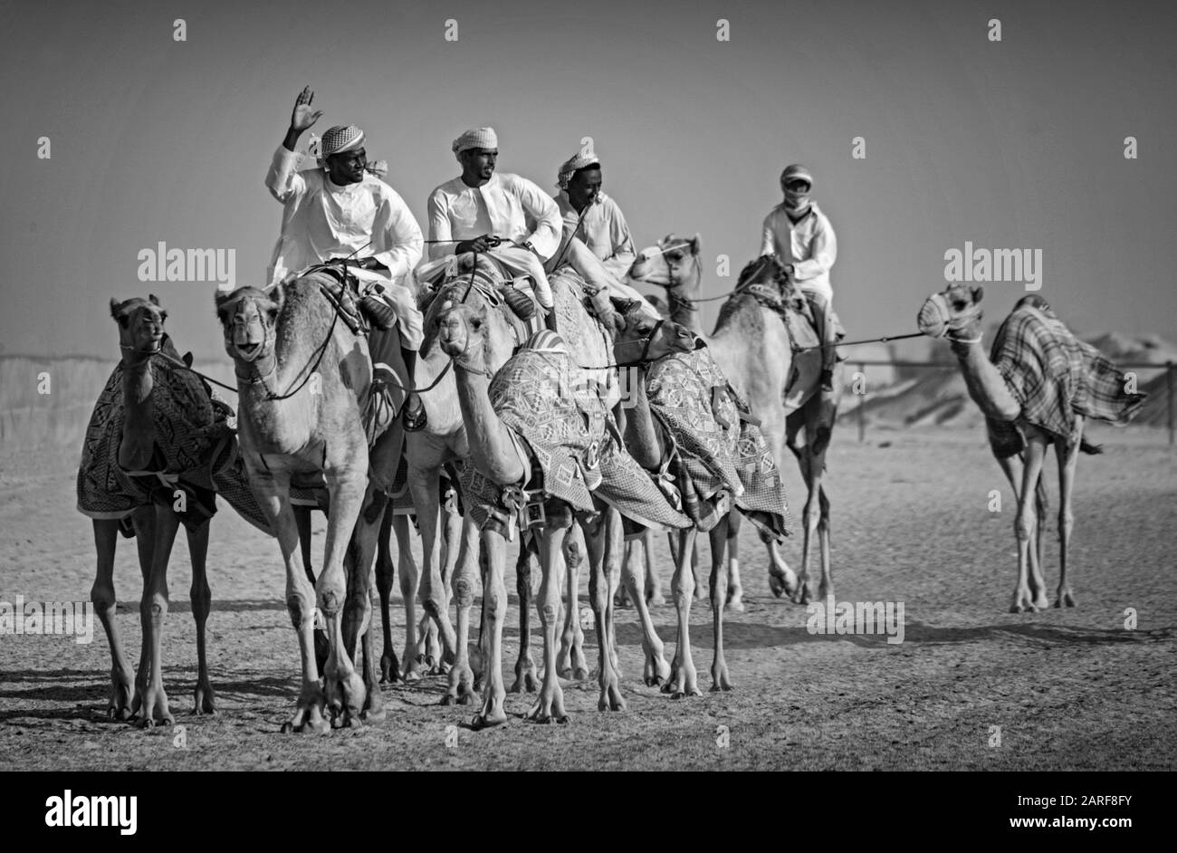 Camel racing qatar Black and White Stock Photos & Images - Alamy
