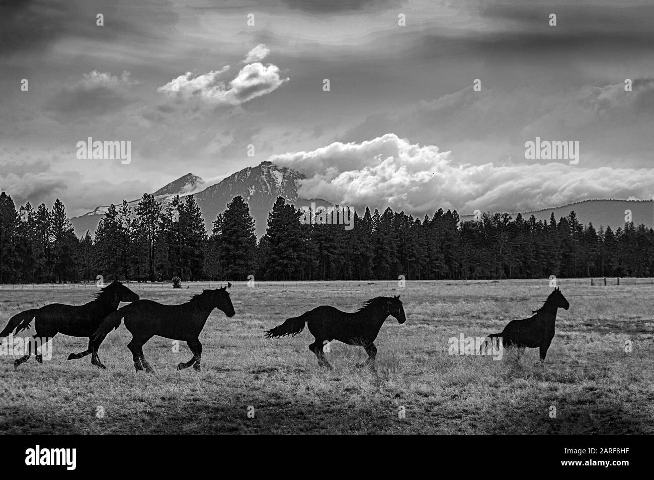 World horse Black and White Stock Photos & Images - Alamy