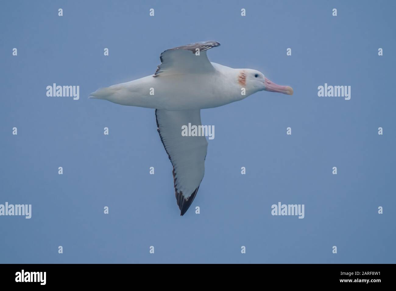 Goonie bird hi-res stock photography and images - Alamy