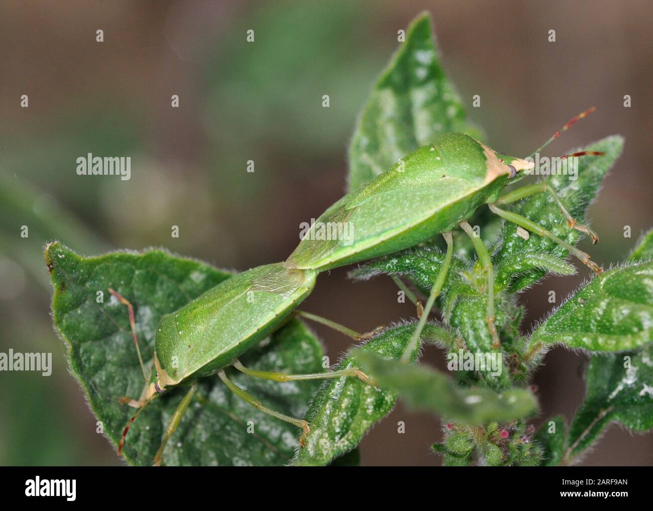 Nezara viridula, commonly known as the southern green stink bug ...