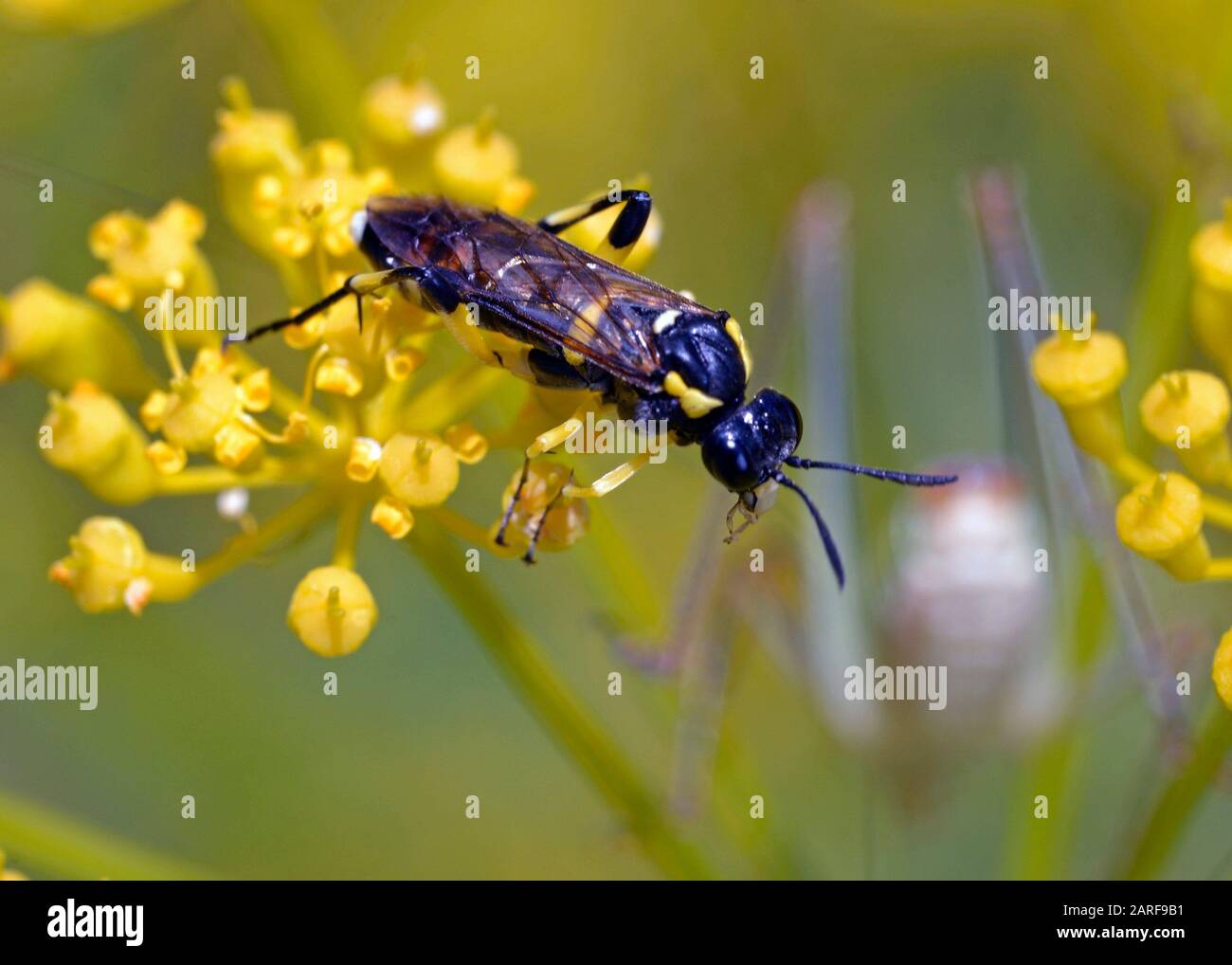 Sawfly close hi-res stock photography and images - Alamy