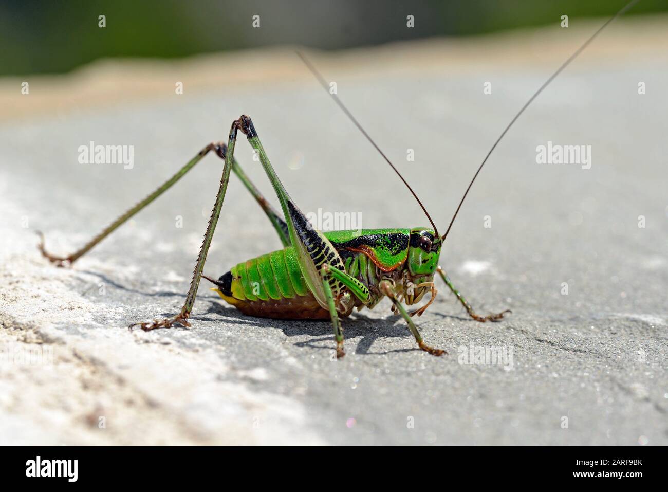 Eupholidoptera schmidti hi-res stock photography and images - Alamy