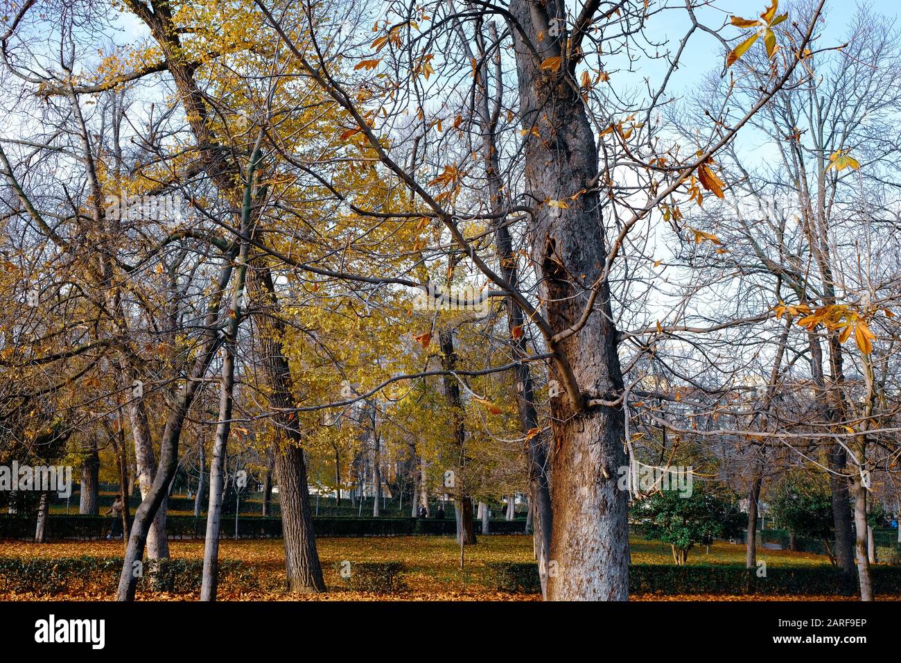 autumn in the trees and plants of the Retiro park in Madrid Stock Photo ...