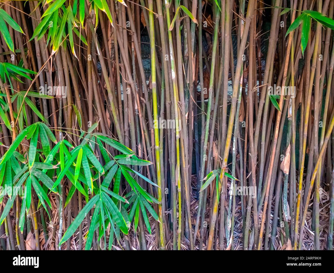Bamboo thickets hi-res stock photography and images - Alamy