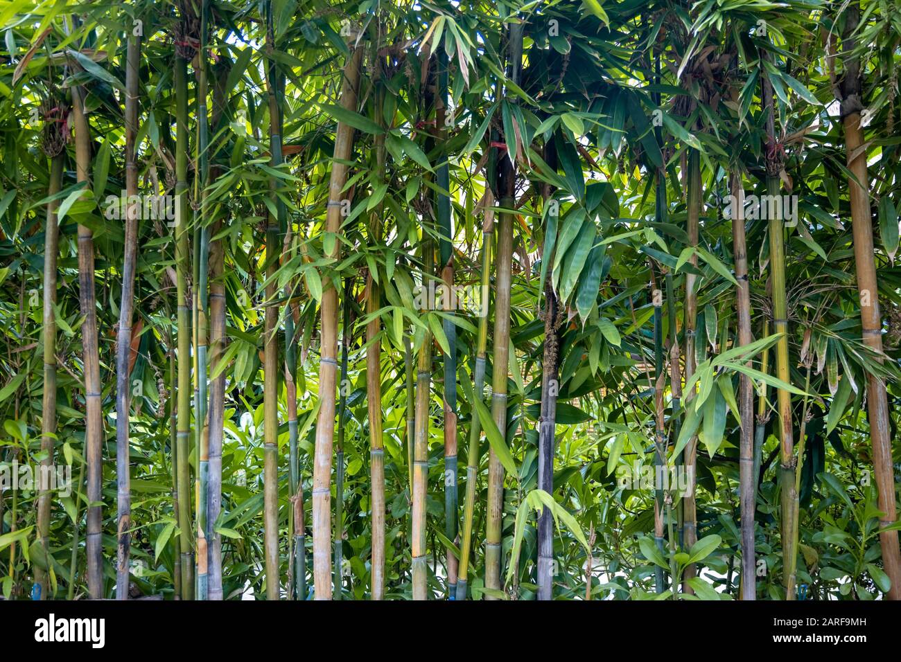 Bamboo house plant hi-res stock photography and images - Alamy