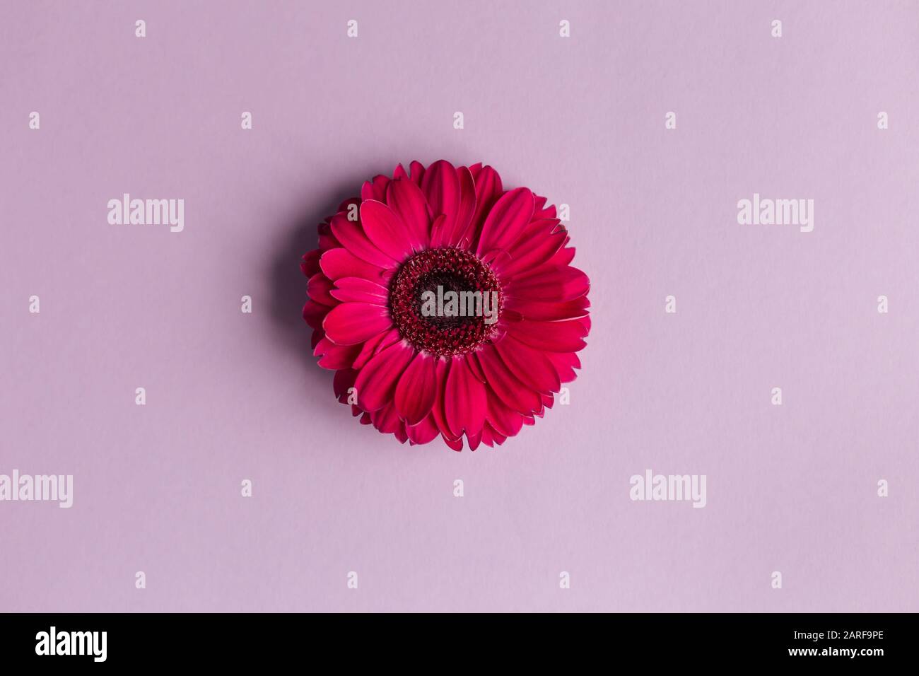 Beautiful bright pink gerbera flowers on a purple pastel background ...