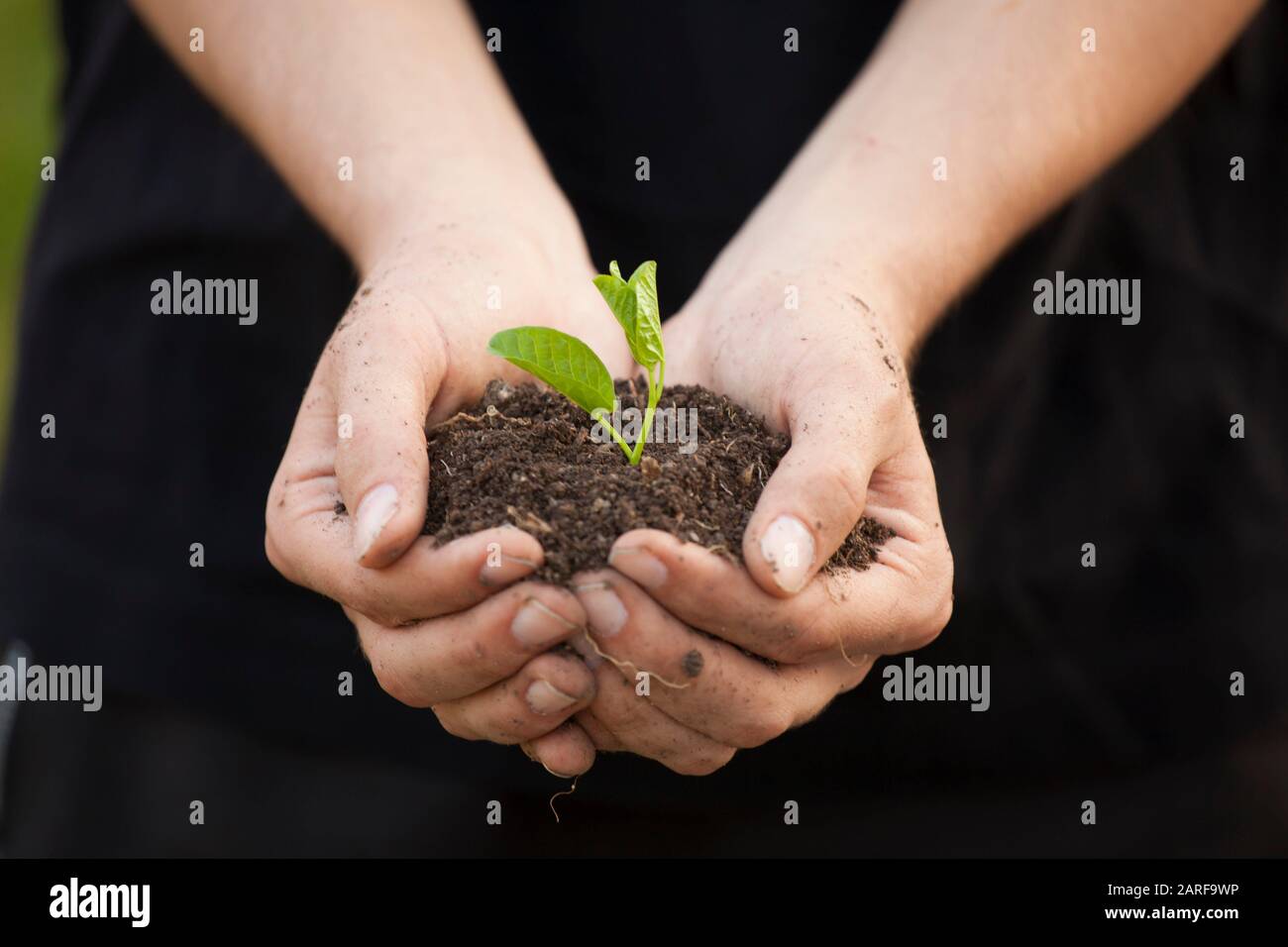 Hand holding green seedling with soil hi-res stock photography and ...