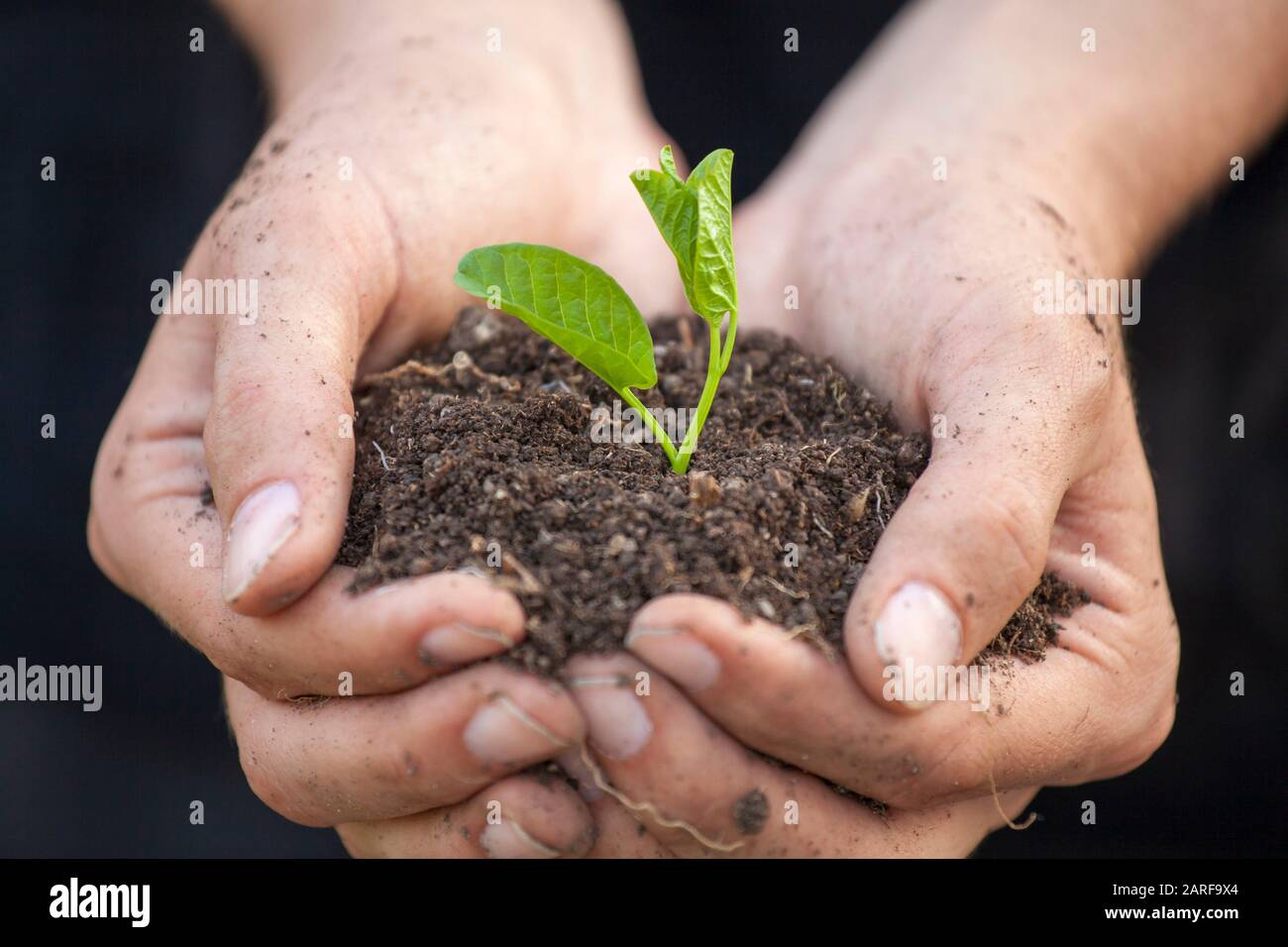 Hand holding green seedling with soil hi-res stock photography and ...